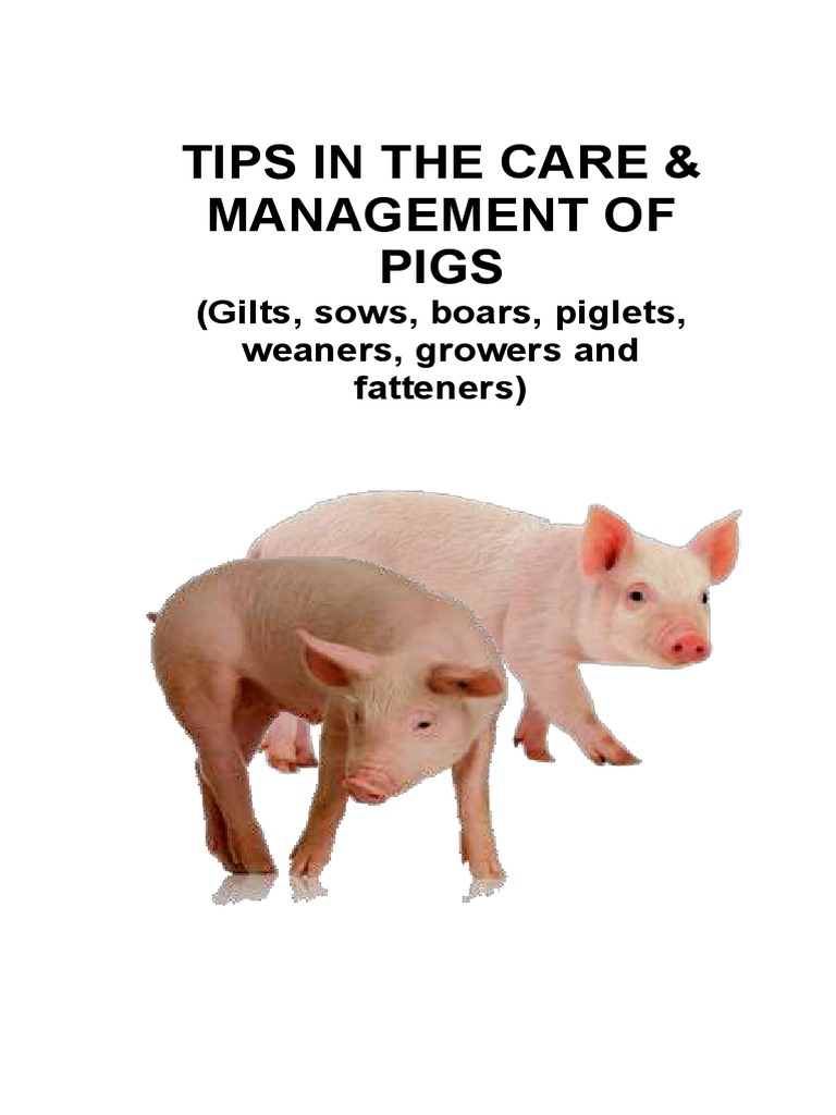 Comprehensive Pig Care Management Guide | PDF | Domestic Pig | Weaning