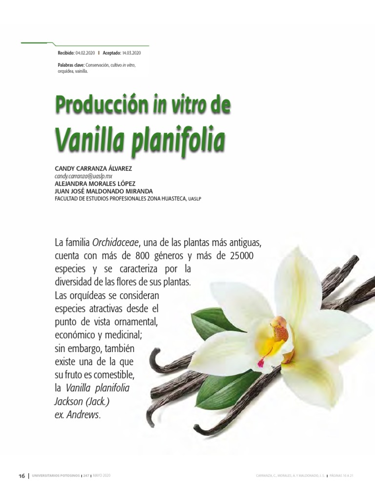 Cultivo in vitro de Vanilla planifolia | PDF | Orchidaceae | Jardinería