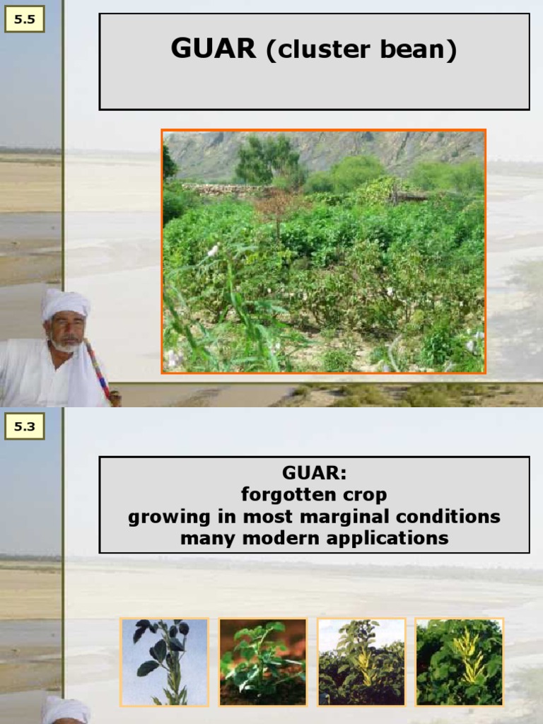 Guar Bean: Cultivation and Uses Guide | PDF | Plants | Botany