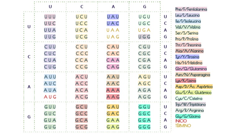 Tabla de Codones | PDF | Biología estructural | Ácidos orgánicos