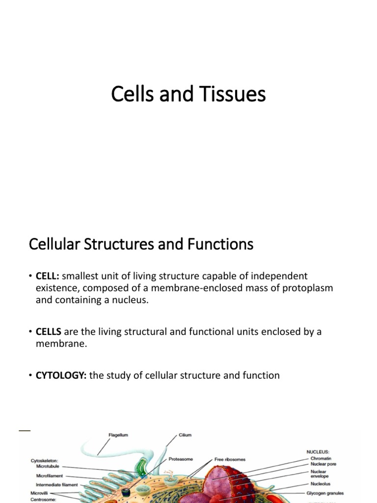 Lecture and Lab Guide Cells and Tissues | PDF | Epithelium | Bone