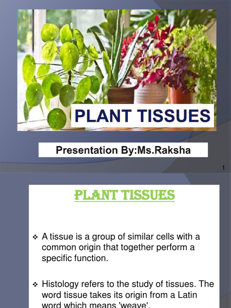 Grade-9 Cbse Chapter-6 Plant Tissues | PDF | Tissue (Biology) | Plant ...