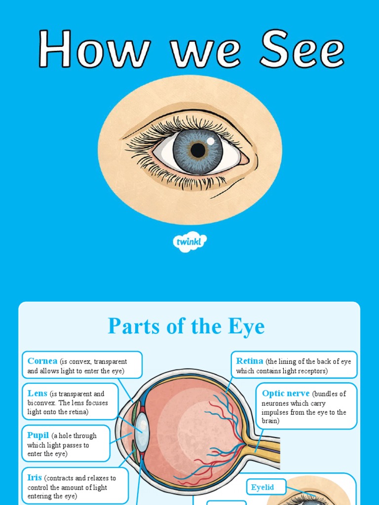 T2 S 235 How We See Powerpoint Ver 2 | PDF | Eye | Cornea