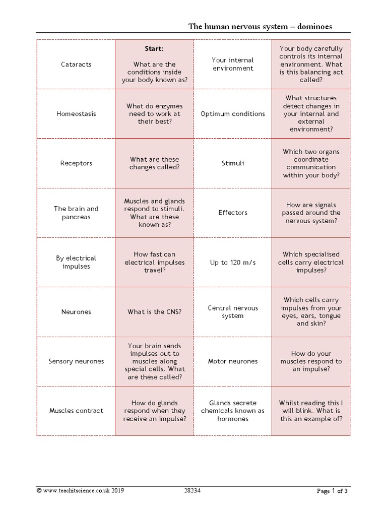 The Human Nervous System - Dominoes: Start | PDF | Nervous System ...