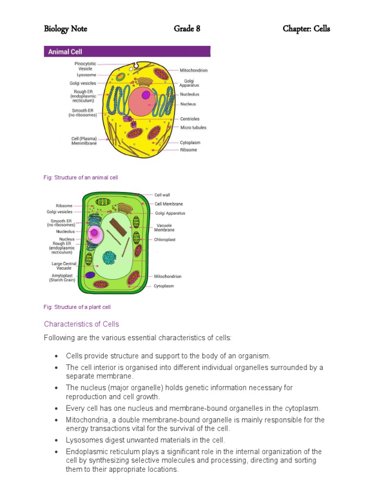 Grade 8 Cell Biology Overview | PDF | Cell (Biology) | Cell Nucleus