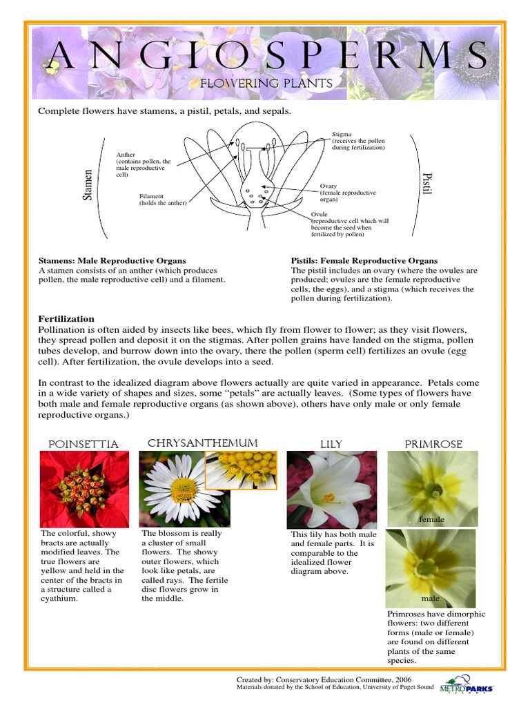 Angiosperms Poster | PDF | Flowers | Pollen
