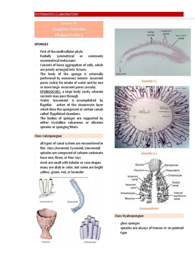 Systematics - Porifera | PDF | Sponge | Organisms