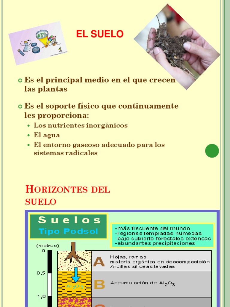 Microbiologia Del Suelo | PDF | Suelo | Microorganismo