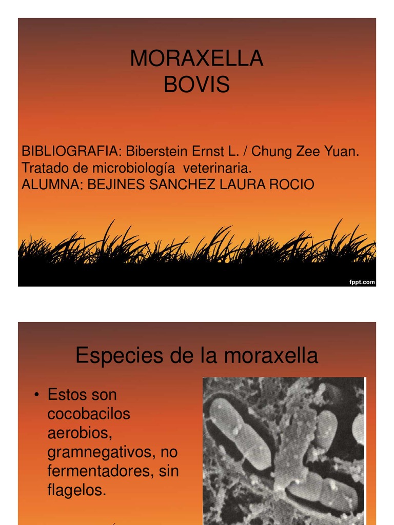 MORAXELLA BOVIS.e濴ᇕ䲨 | PDF | Vacunas | Virus