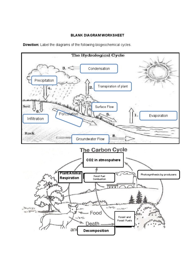 Biogeochemical Cycles | PDF