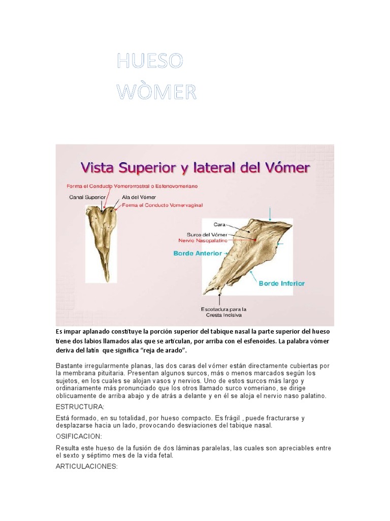 Anatomía y Articulaciones del Vómer | PDF