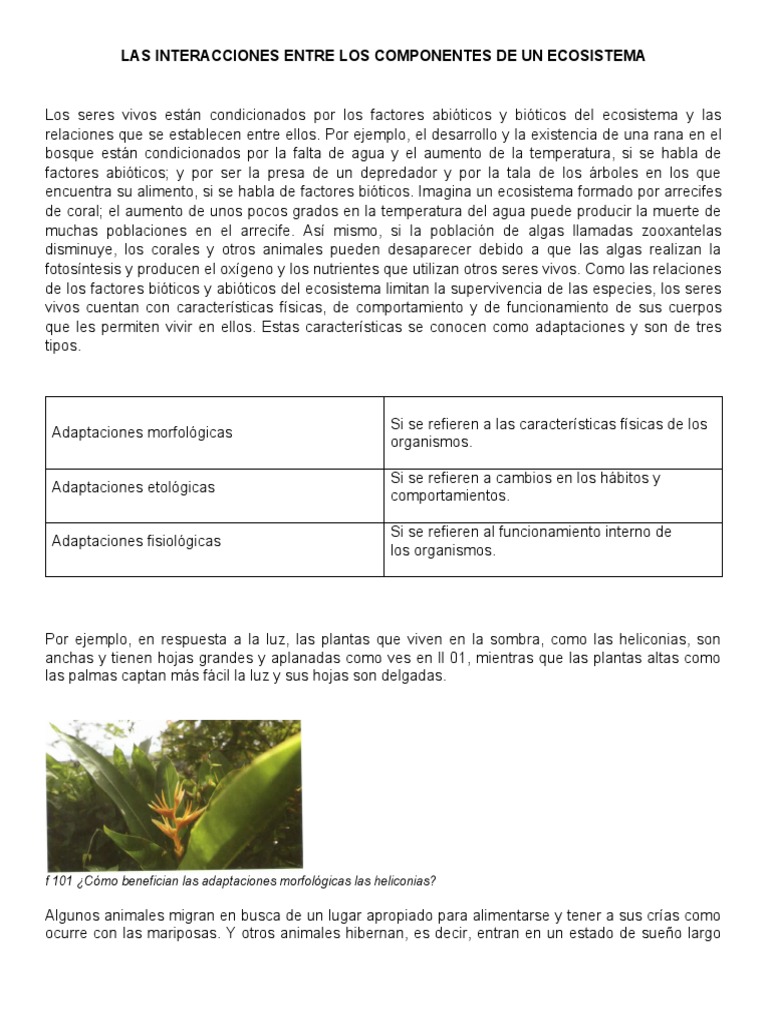 Las Interacciones Entre Los Componentes de Un Ecosistema | PDF ...