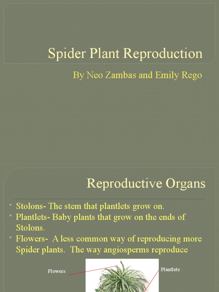 Spider Plant Reproduction-Neo and Emily | PDF | Flowers | Organisms