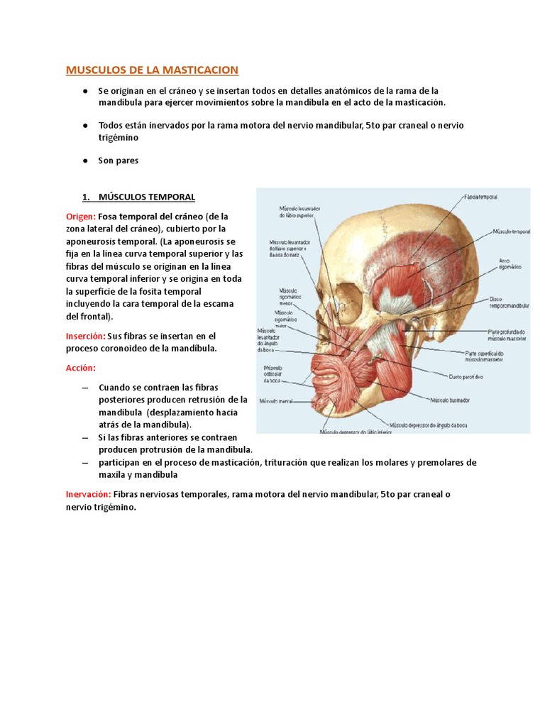 Músculos de La Masticación | PDF | Cráneo | Anatomía humana
