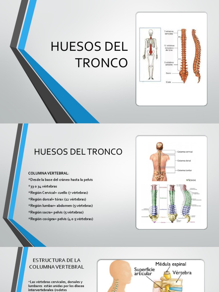 Huesos Del Tronco | PDF | Vértebra | Tórax