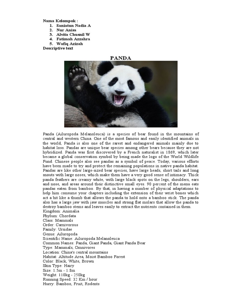 Descriptive Text Panda Dan Monyet Bahasa Inggris | PDF | Giant Panda ...
