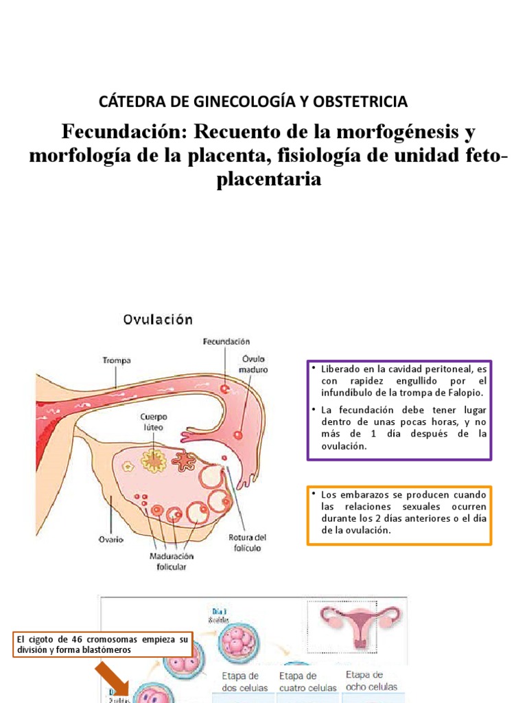 Morfogénesis | Descargar gratis PDF | Placenta | Implantación (embrión ...