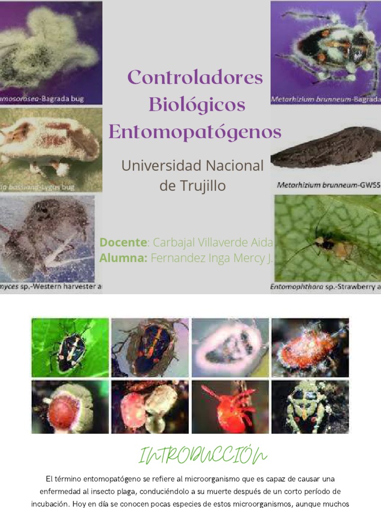 Entomopatogenos Comprimido | PDF | Biología | Organismos