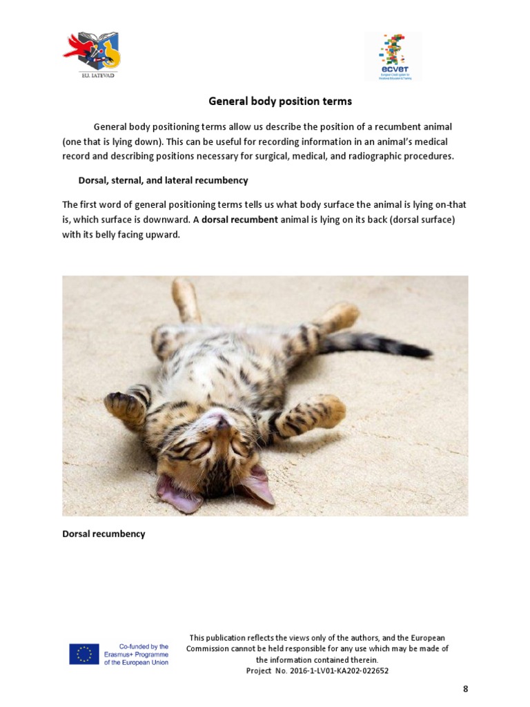 A Female Cat and Dog Reproductive System Anatomy and Topography | PDF ...