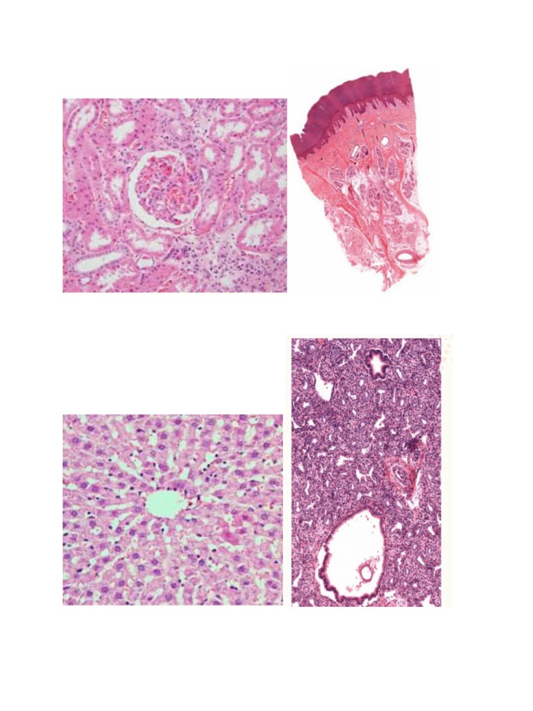 Preparat Ekskresi | PDF