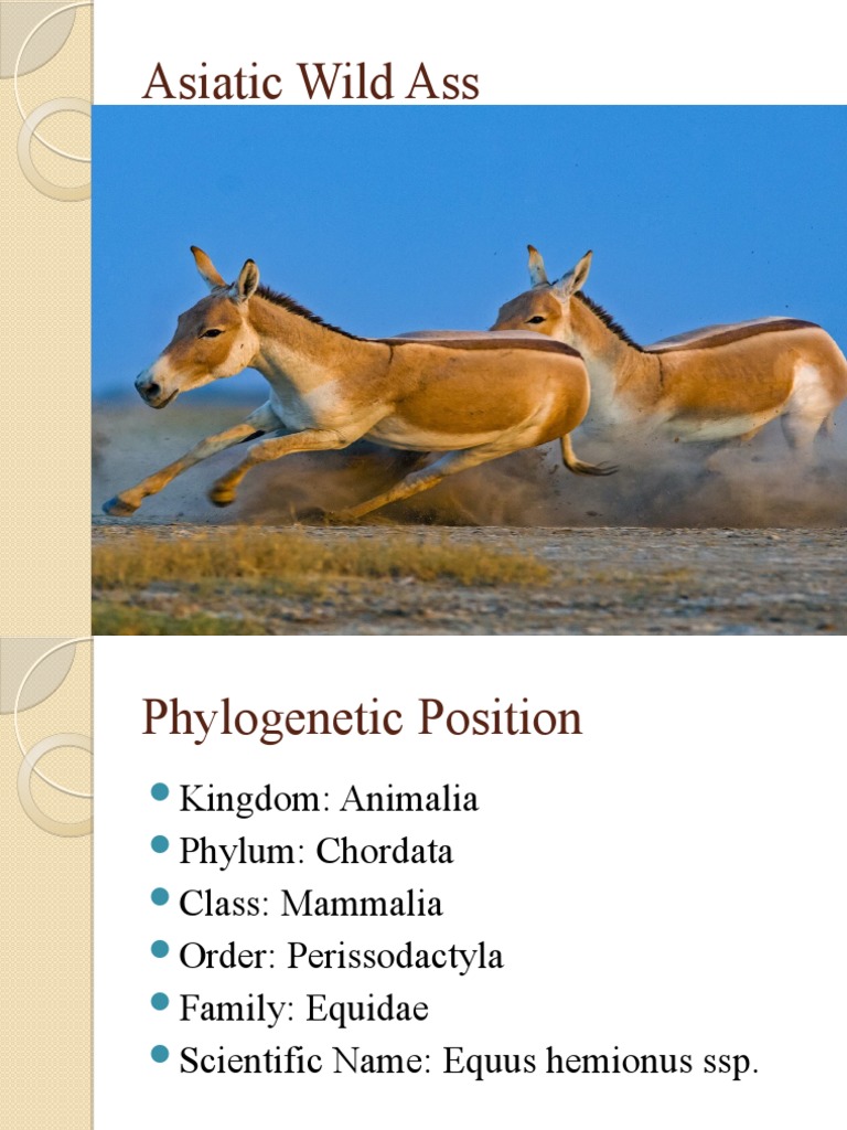 Asiatic Wild Ass: Phylogeny, Taxonomy, Distribution & Conservation ...