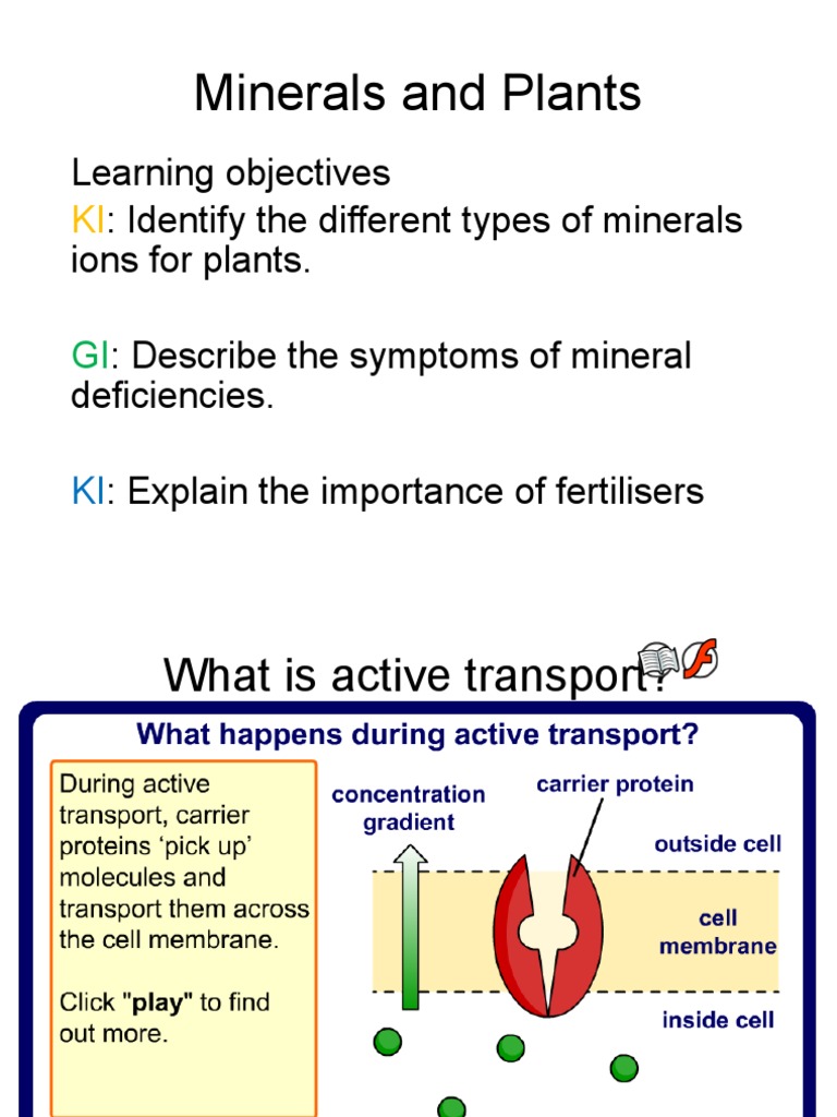 Plant Minerals PPT 1 | PDF