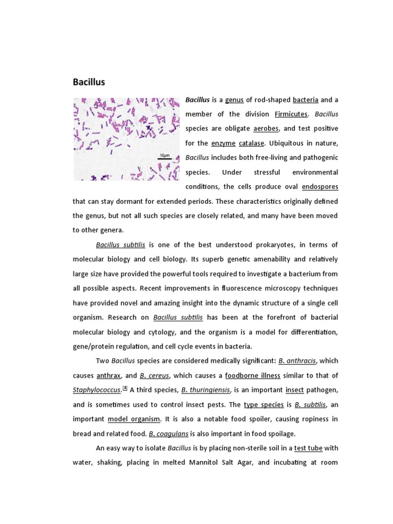Bacillus: Bacillus Includes Both Free-Living and Pathogenic | PDF ...