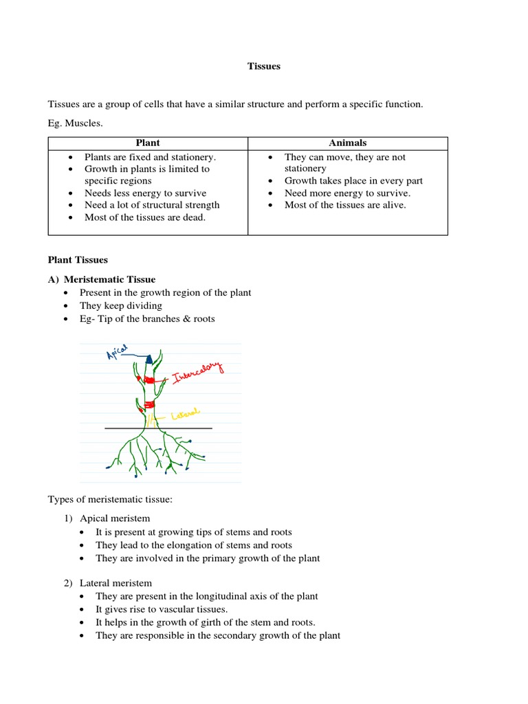 Tissues | PDF | Epithelium | Tissue (Biology)