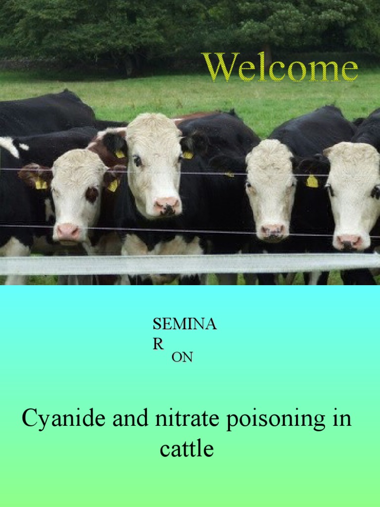 Cyanide and Nitrate Poisoning in Cattle | PDF | Cyanide | Environmental ...