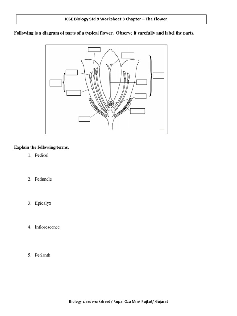 Worksheet 3 Chapter Flower | PDF