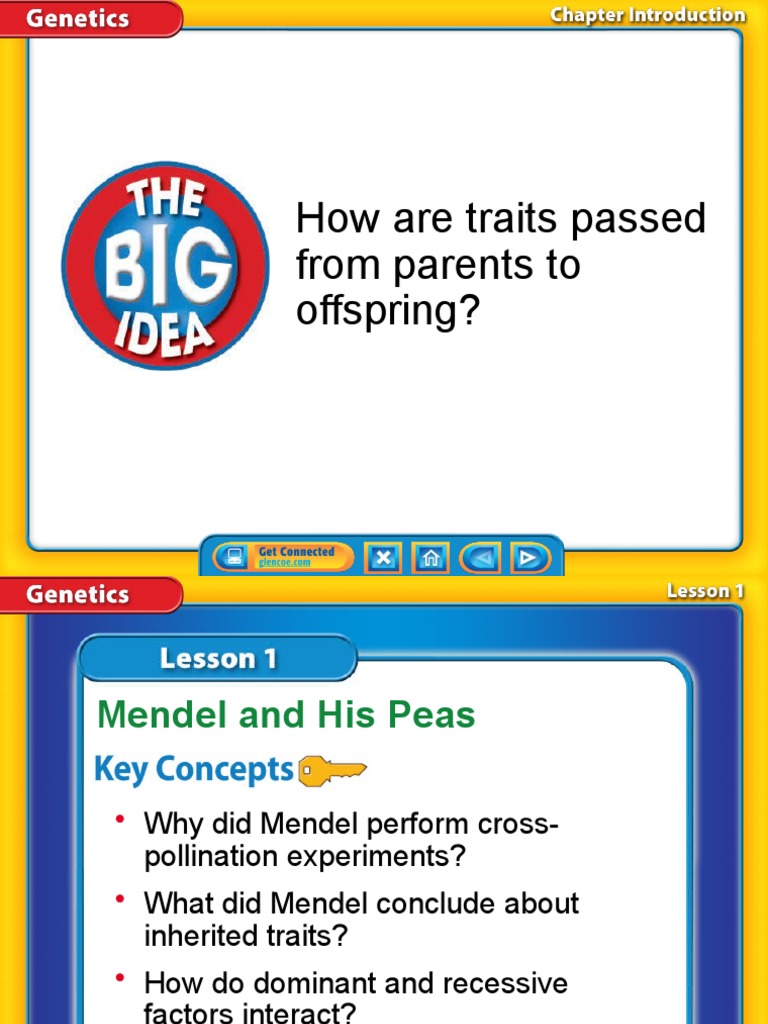 Mendel's Cross-Pollination Methods | PDF | Heredity | Dominance (Genetics)