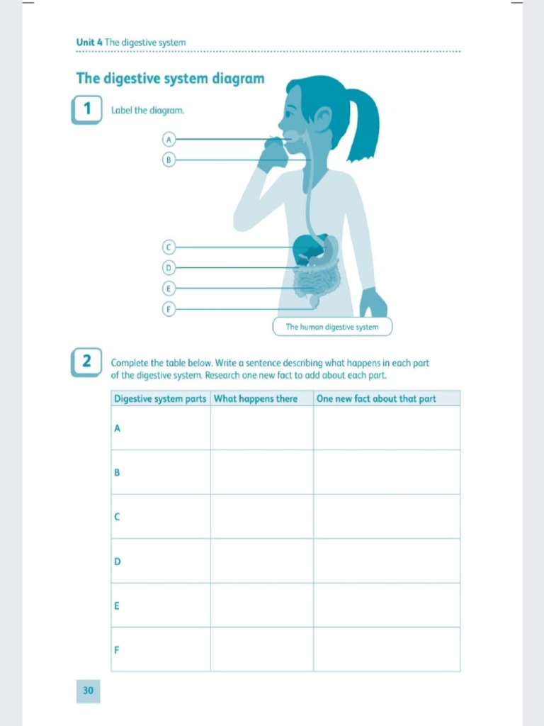 Digestive System Worksheet | PDF