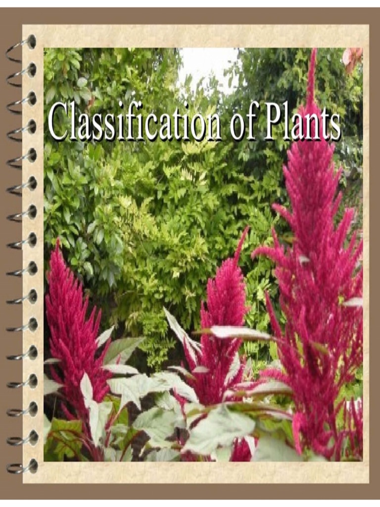 Week 4 Classification-Of-Plants | PDF