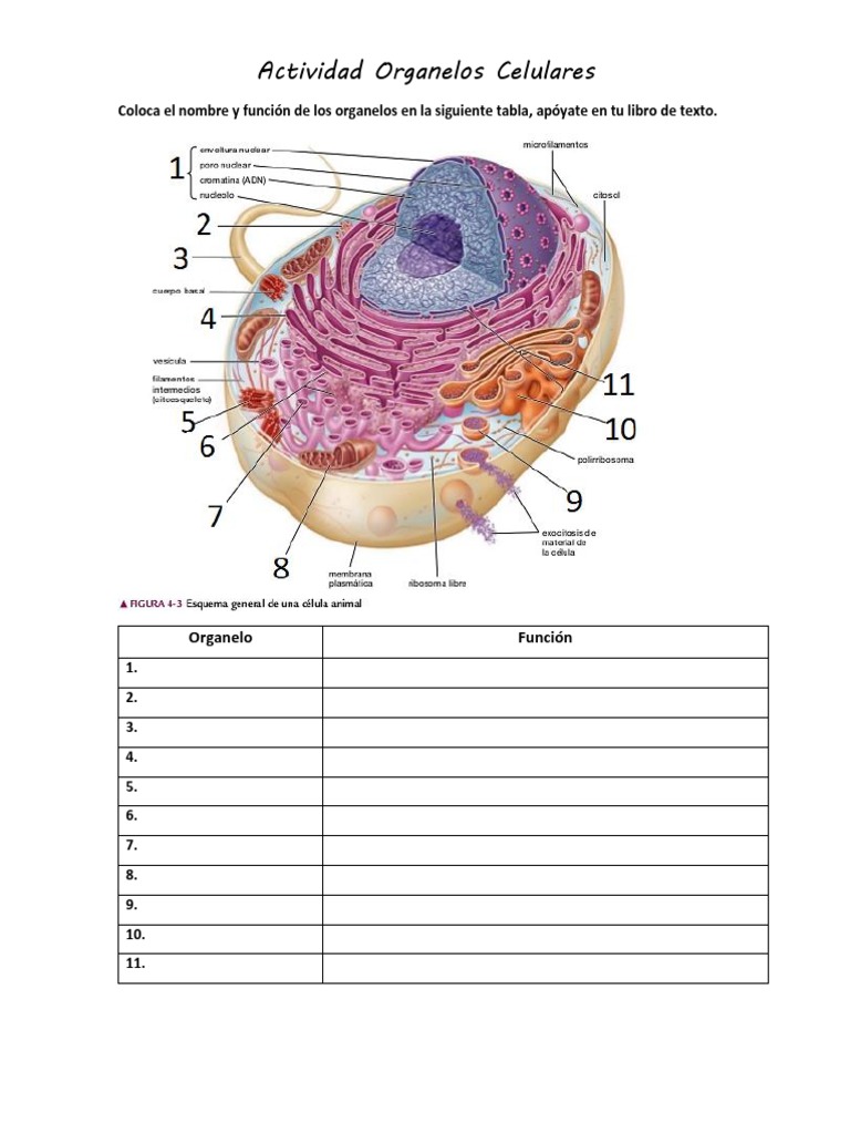 Actividad Organelos Celulares | PDF
