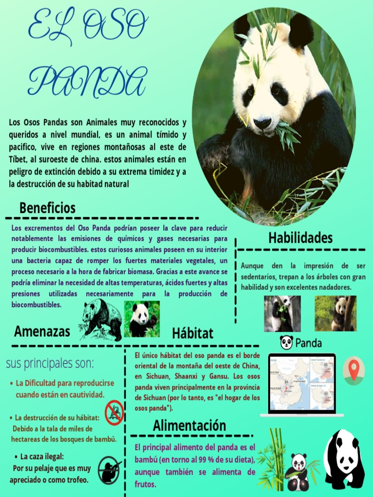 Infografía de El Oso Panda en Peligro de Extinción | PDF