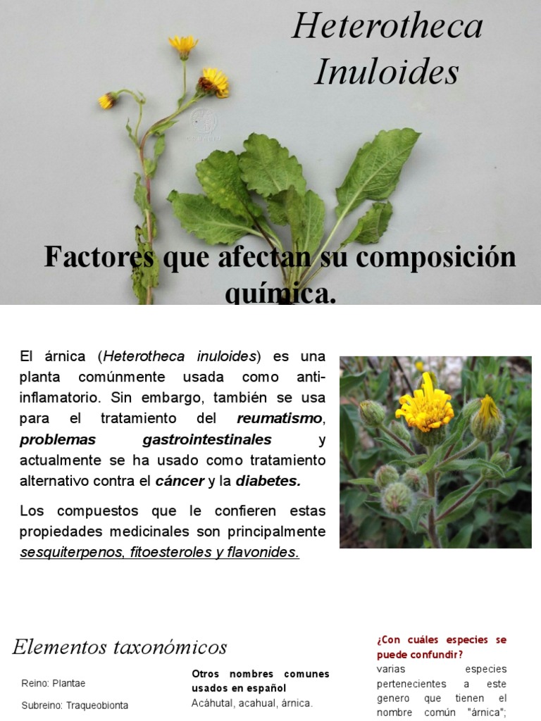 Heterotheca Inuloides-Factores Que Afectan Su Composición Química | PDF ...