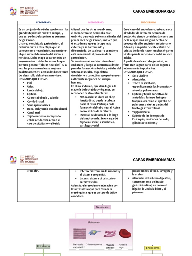 Capas Embrionarias | PDF | Epitelio | Biología del desarrollo