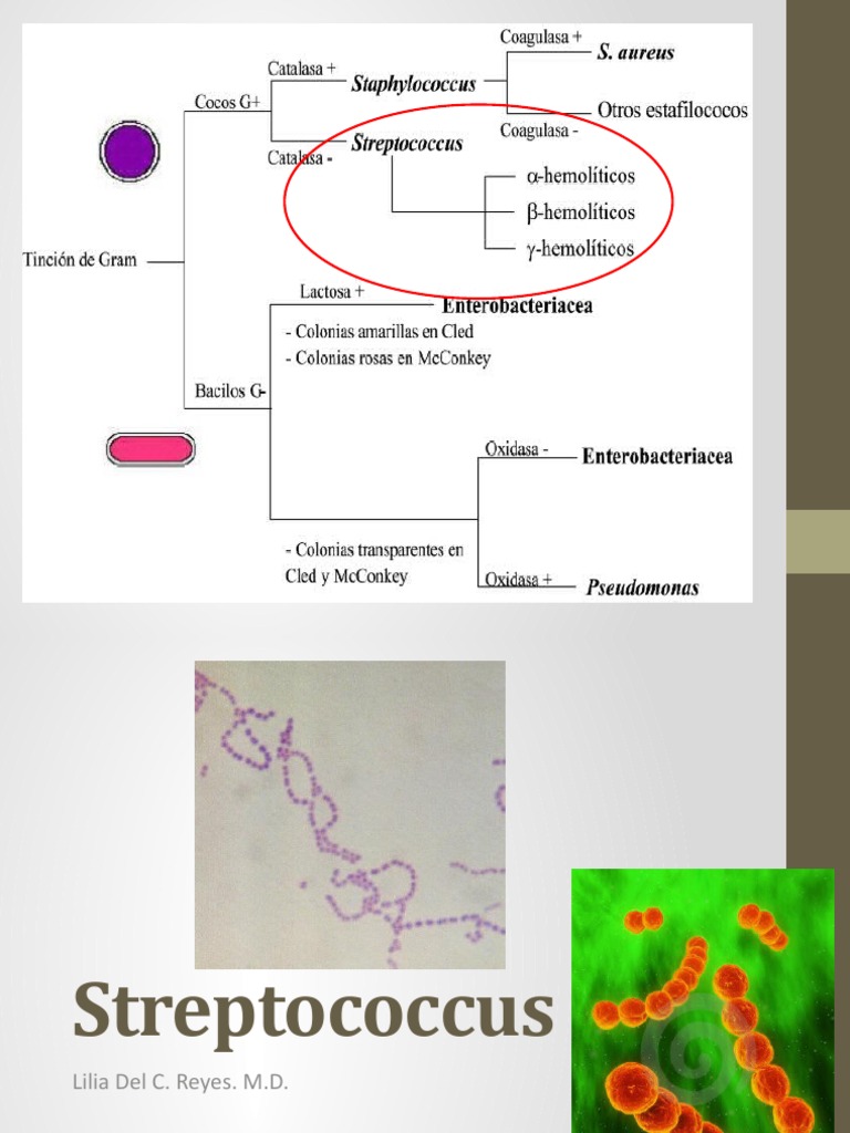 Streptococcus | PDF | Estreptococo | Meningitis