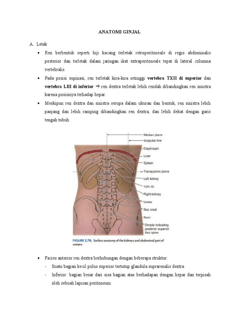 Anatomi Ginjal | PDF