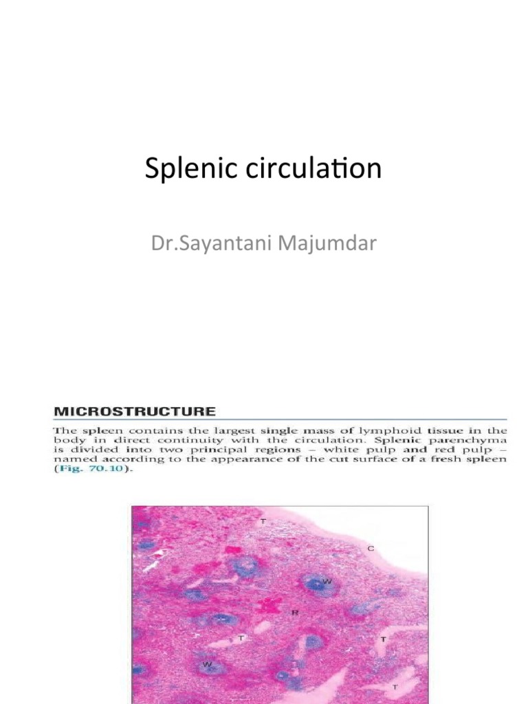 Splenic Circulation | PDF