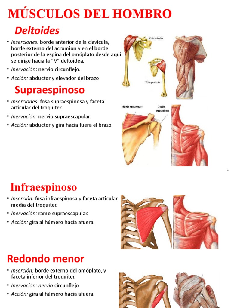 Clase 4-A Hombro y Brazo | PDF | Extremidades (anatomía) | Anatomía humana