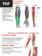 Prueba de Adams | PDF | La columna vertebral | Escoliosis