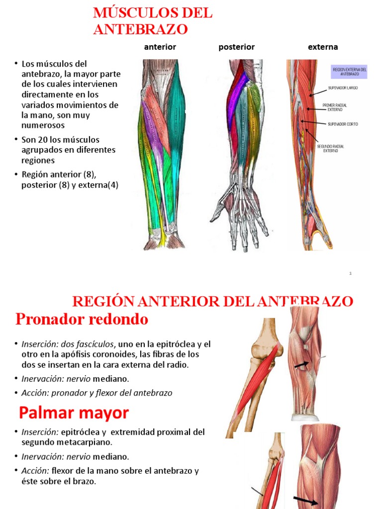 Clase 4-b Antebrazo y Mano | PDF | Mano | Anatomía humana