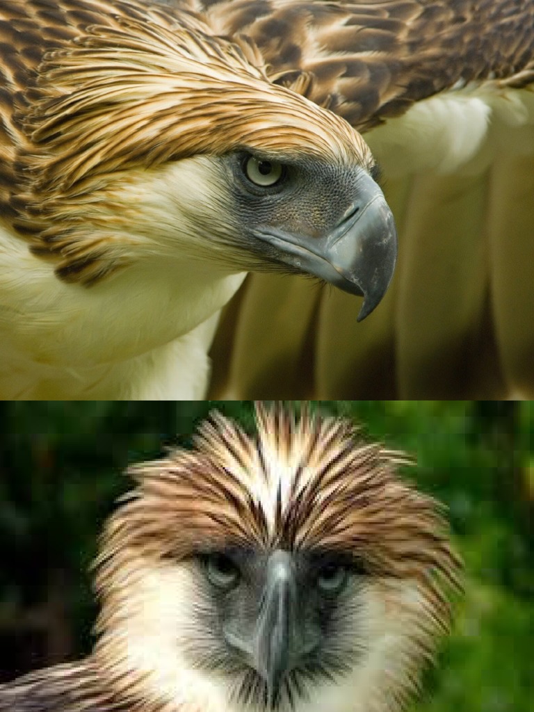 The Philippine Eagle | PDF