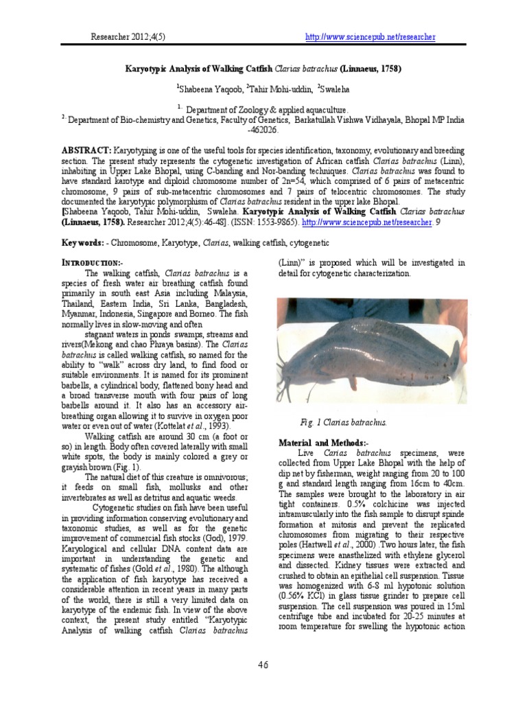 Fish Karyotype Analysis | PDF | Karyotype | Cytogenetics