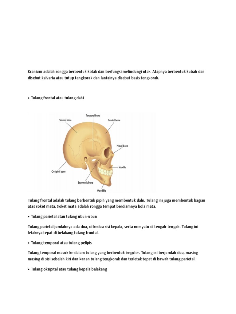 Kranium Adalah-WPS Office | PDF | Kajian Bahasa Asing