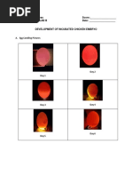W13 72-HOUR CHICK EMBRYO (Whole Mount) | PDF | Wellness