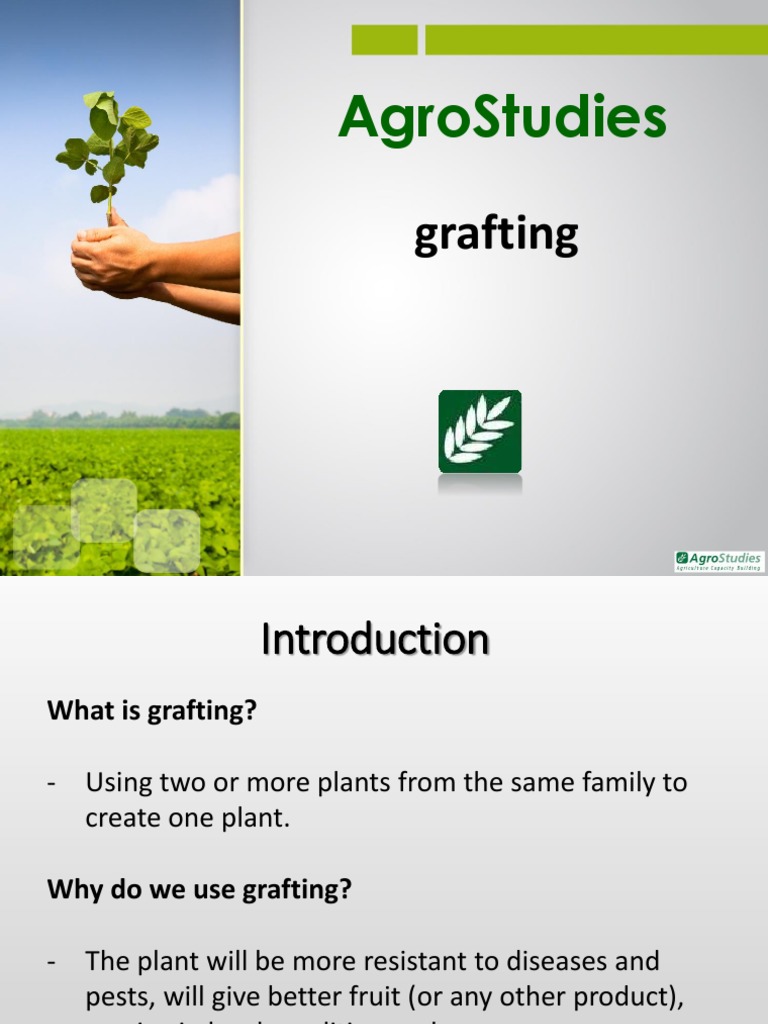 AgroStudies Grafting Techniques | PDF | Grafting | Organisms