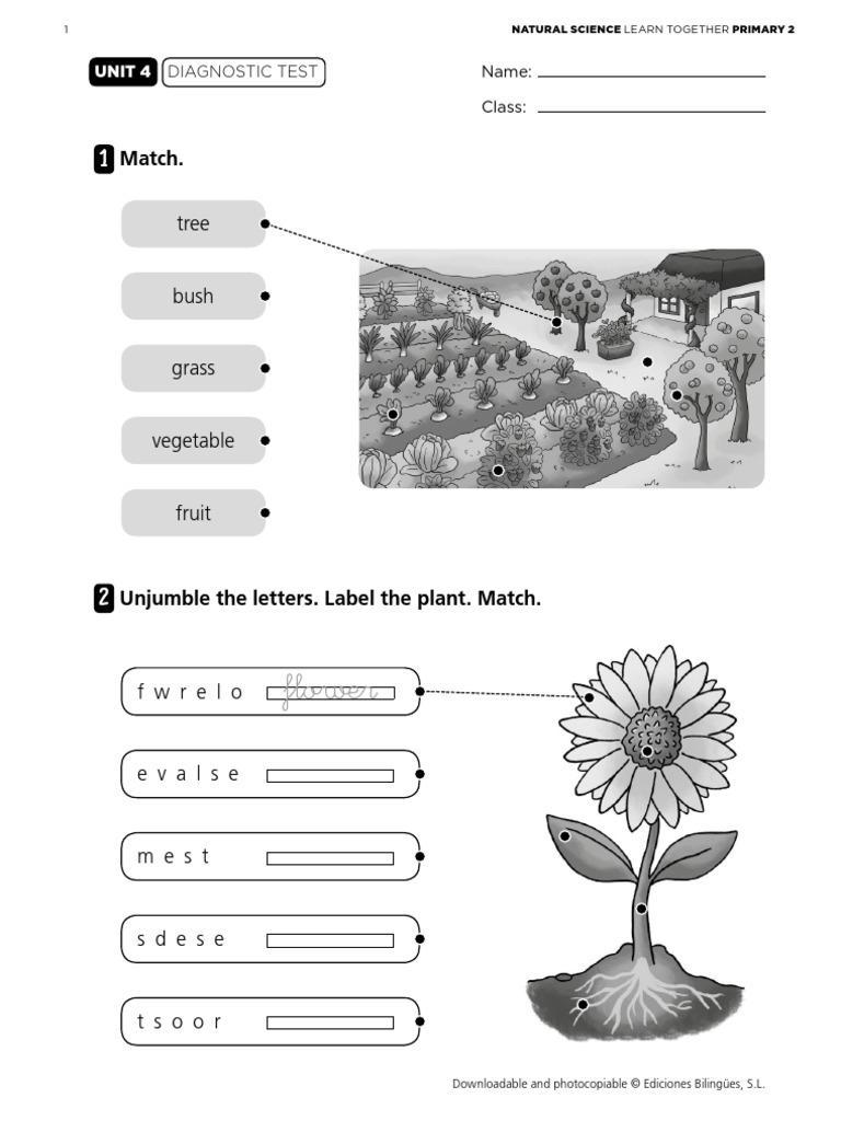 Unit 4 - Plants | PDF