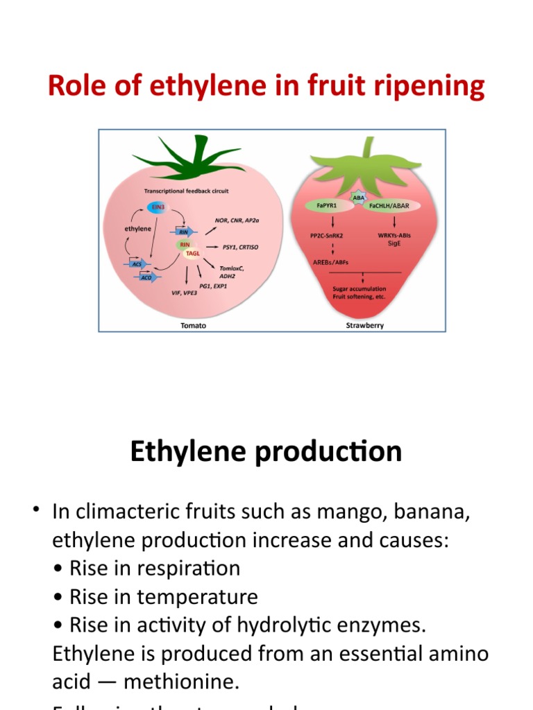 Ethylene's Role in Climacteric Fruit Ripening | PDF | Chemistry ...